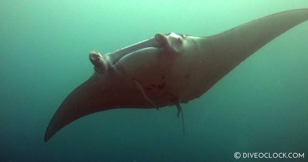 Ishigaki SCUBA Diving with Manta Rays, Okinawa - Japan - Dive O'Clock!
