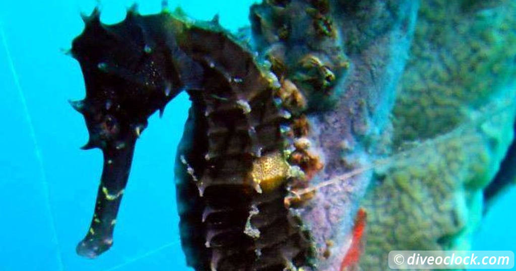 Dauin - Awesome Muck Diving and Exploring Apo Island (Philippines ...