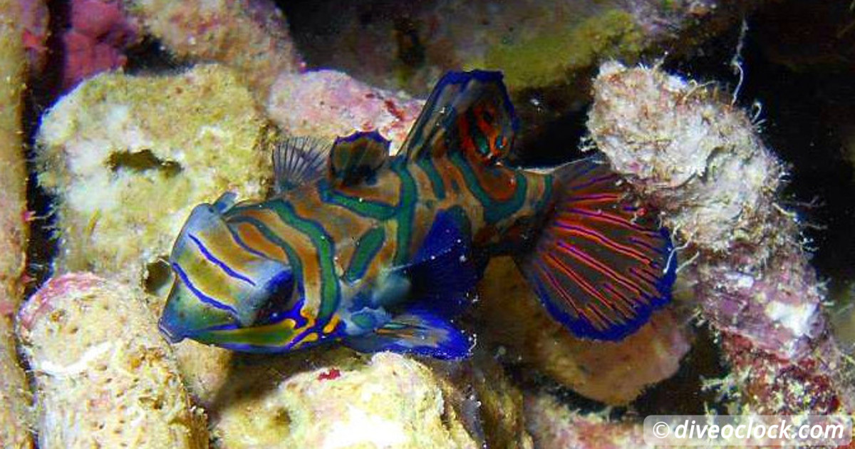 Malapascua - Mindblowing Thresher Sharks & Mandarin Fish (Philippines ...