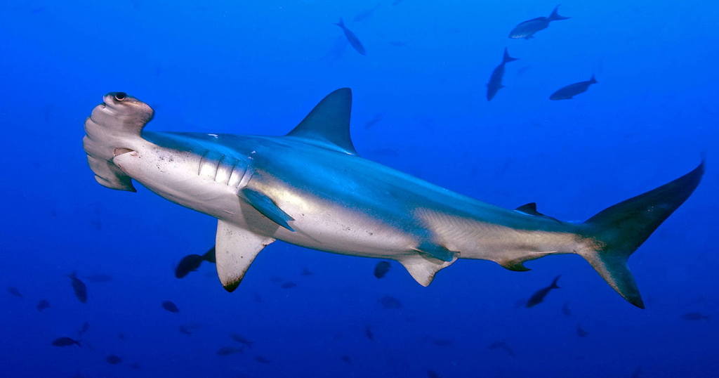 Los Cabos - Dive with Fascinating Hammerhead Sharks at Gordo Banks ...