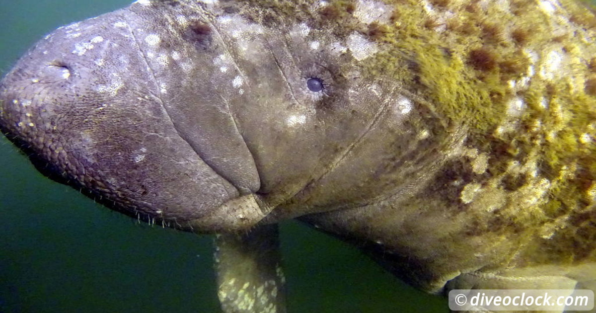 Homosassa - Cuddling with Manatees in Florida (USA) - Dive O'Clock!